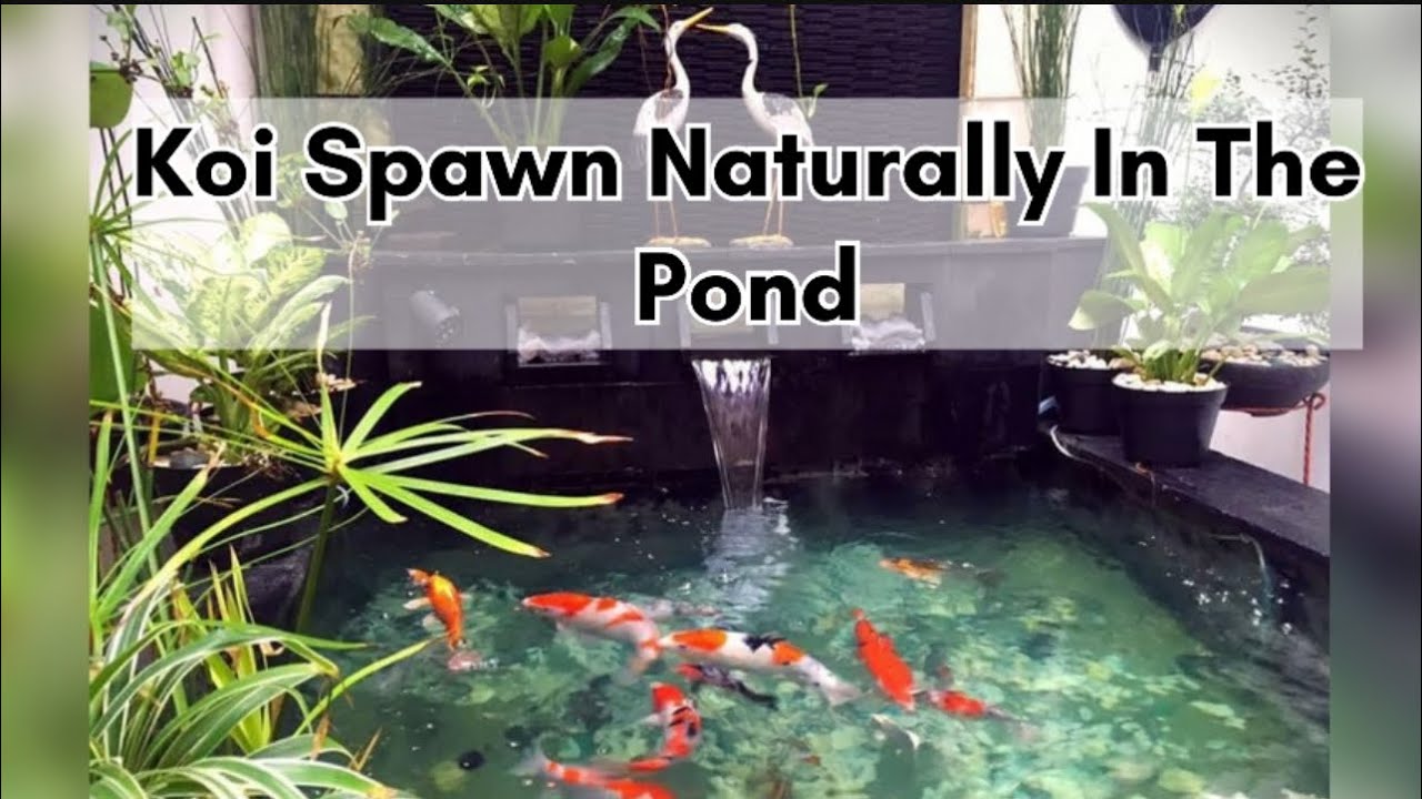 How Koi Spawn in the Pond Naturally I Koi Fish - YouTube