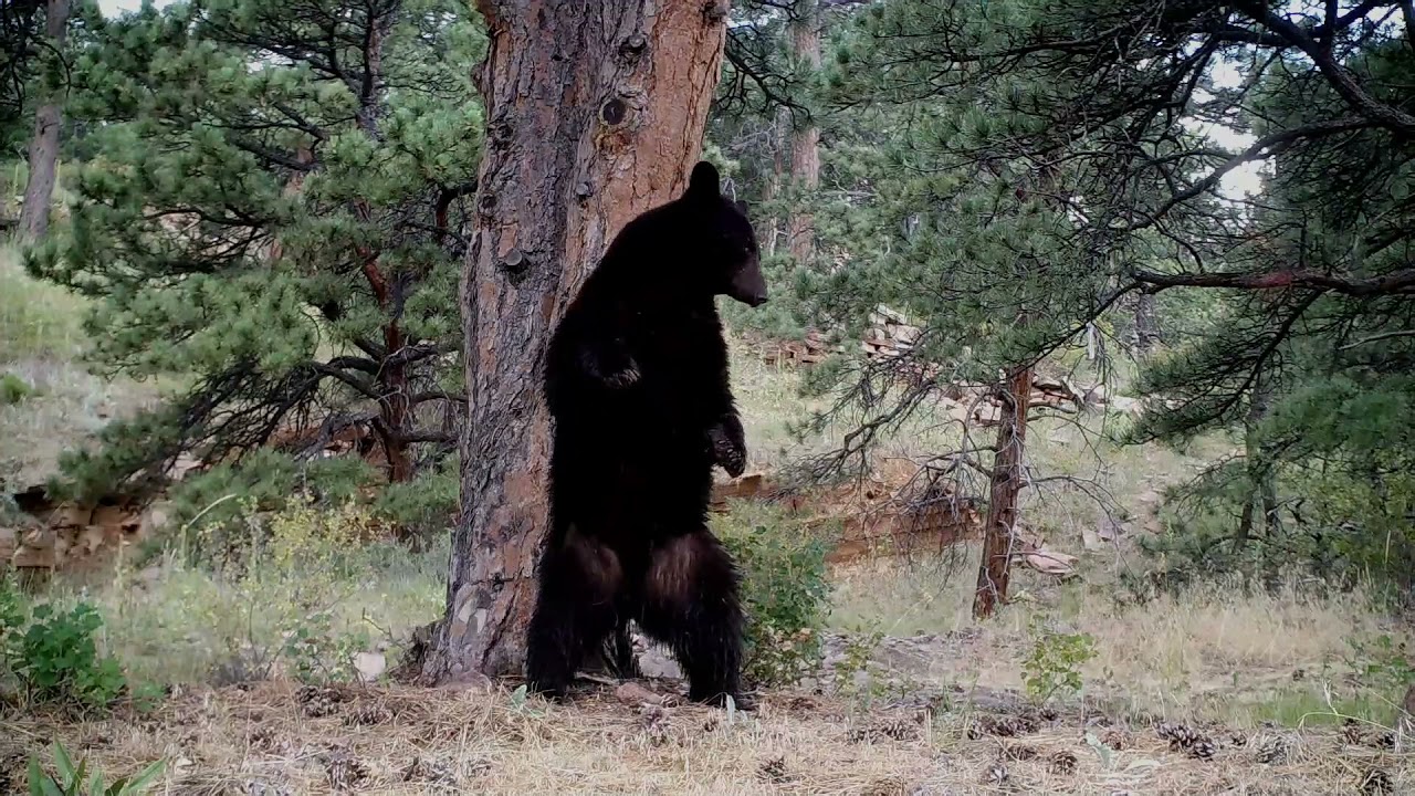 Black Bear Rubbing Tree - YouTube
