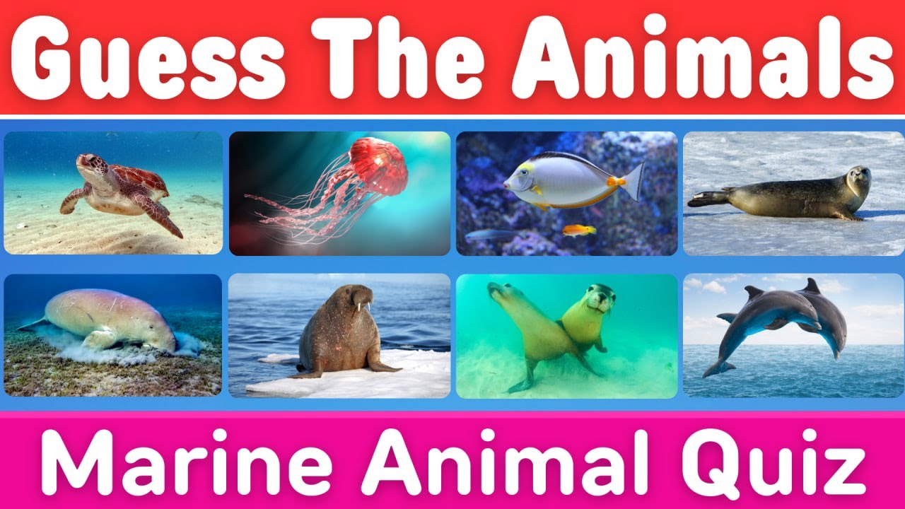 Guess The Marine Animals : Underwater Adventure Quiz for Kids - YouTube