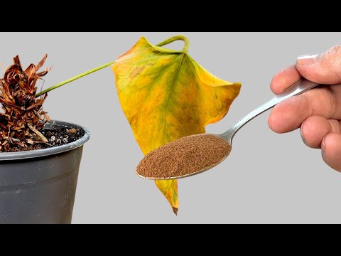 Bu Basit Yöntemle Herhangi Bir Solan Anthurium'u Nasıl Canlandırırsınız (Sonuç En Son!) 🌱