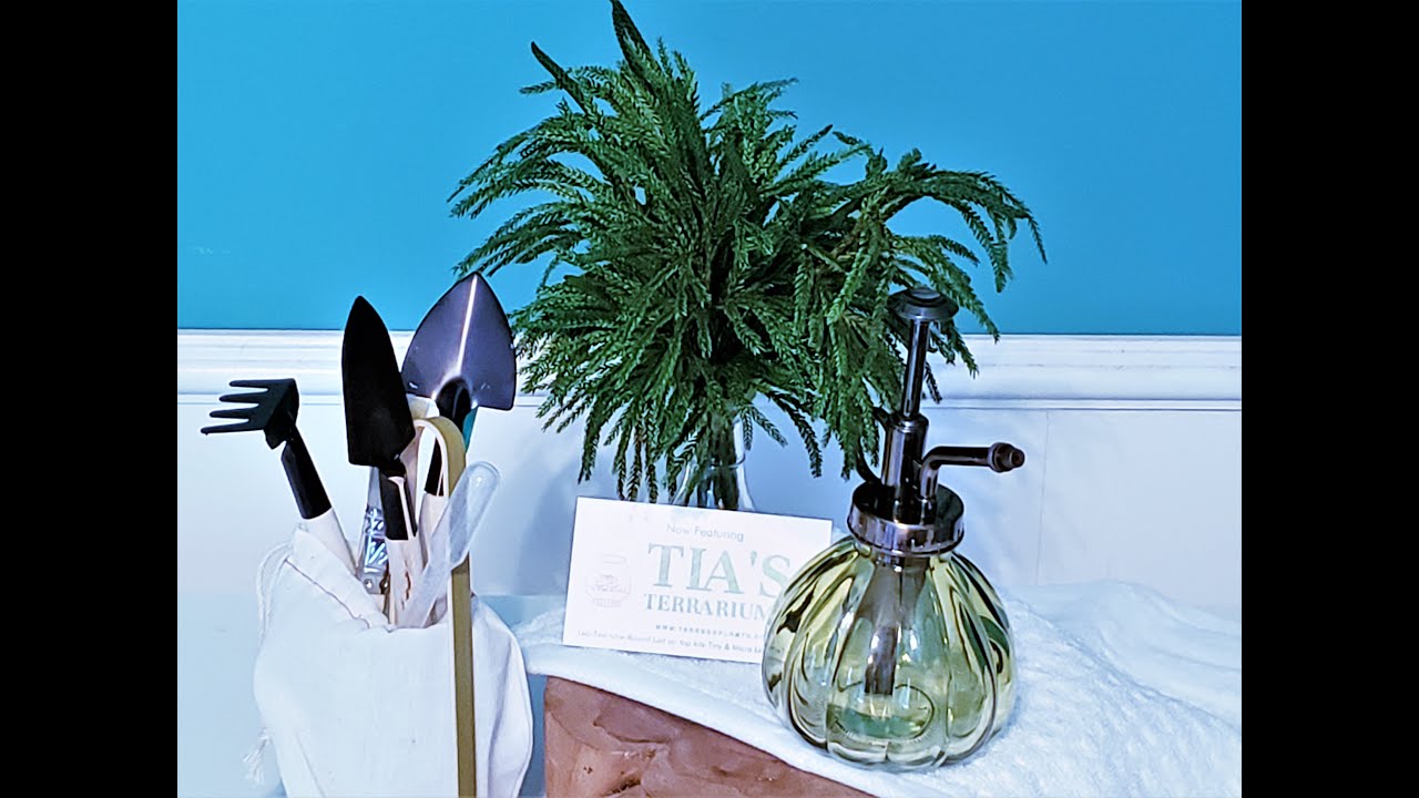 Preserved princess pine grown here in the USA! www.teresasplants.com ...