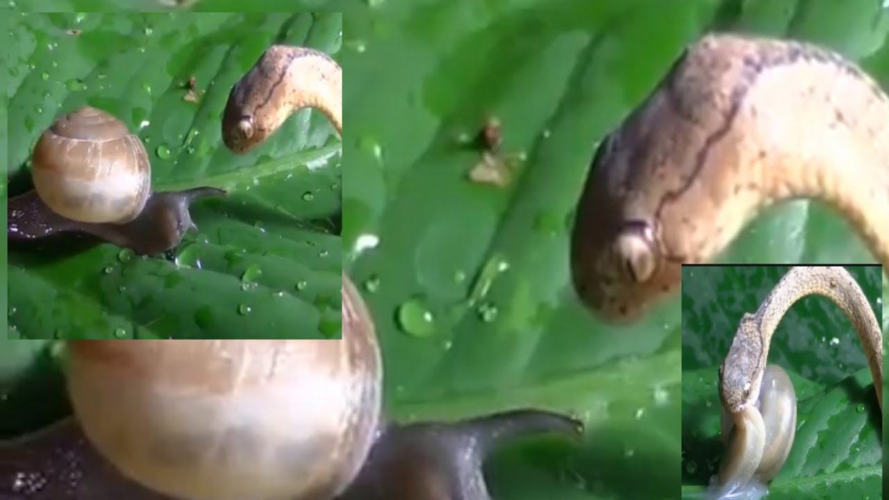 Snake eat slug (sa Tagalog slug=kuhol - YouTube