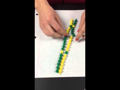 Pop bead simulation of mitosis - YouTube