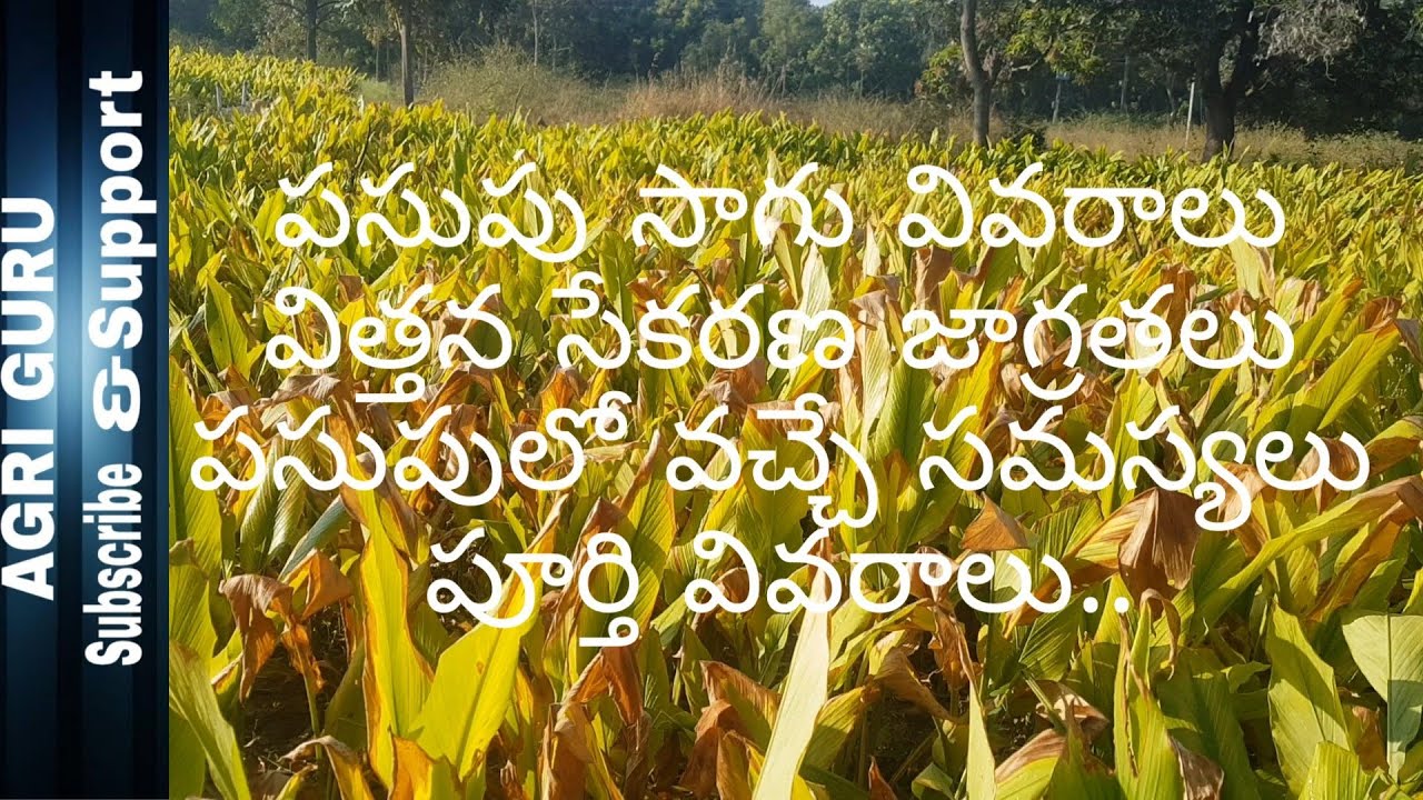 పసుపు సాగు బేసిక్ వివరాలు Details about Turmeric farming | |AGRI GURU ...