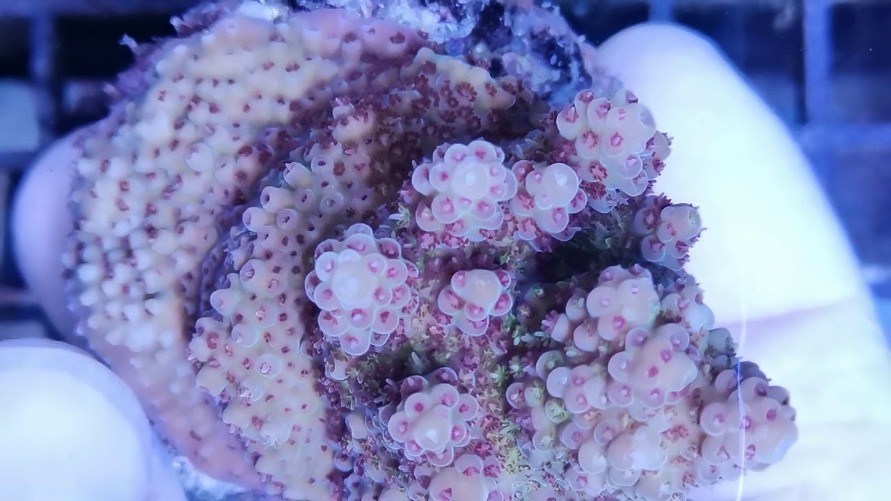 Acropora anthocercis rainbow coral gandalf - YouTube