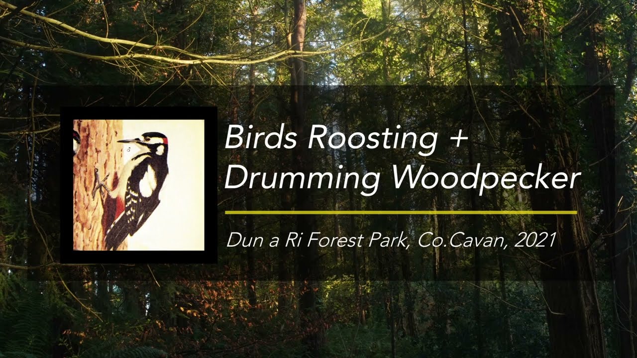 Soundscape | Birds Roosting & Drumming Woodpecker - YouTube