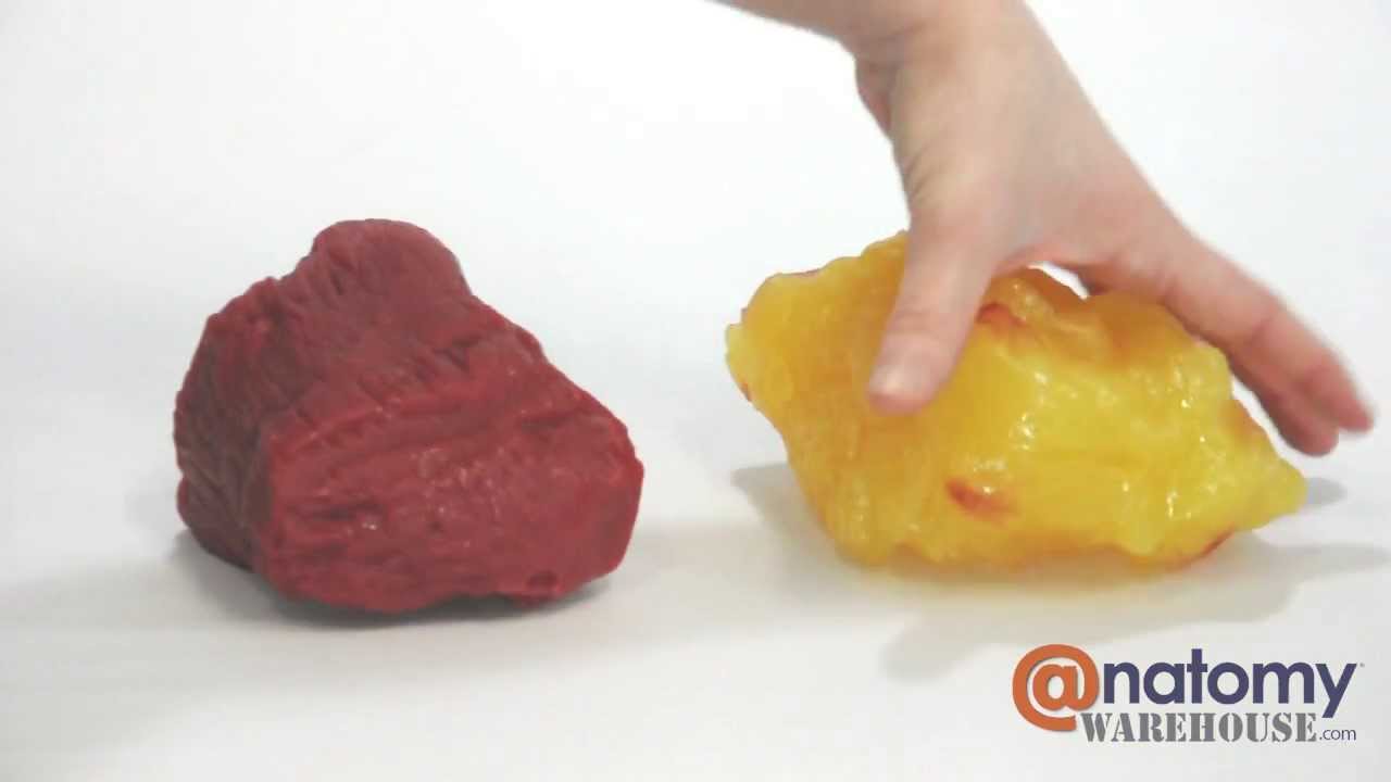 3D Fat Replica (1 Lb.) by AnatomyWarehouse.com - YouTube