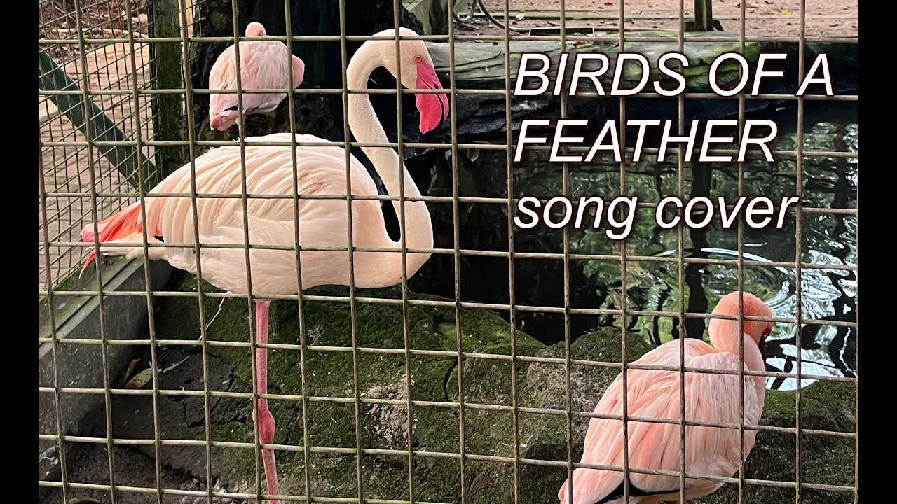 birds of a feather song cover!! - YouTube