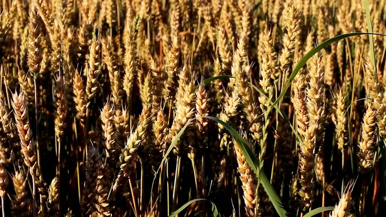 Wheat - Free HD stock footage - YouTube