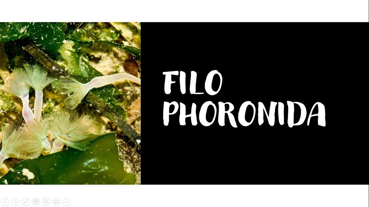 Filo Phoronida - Vitória - YouTube