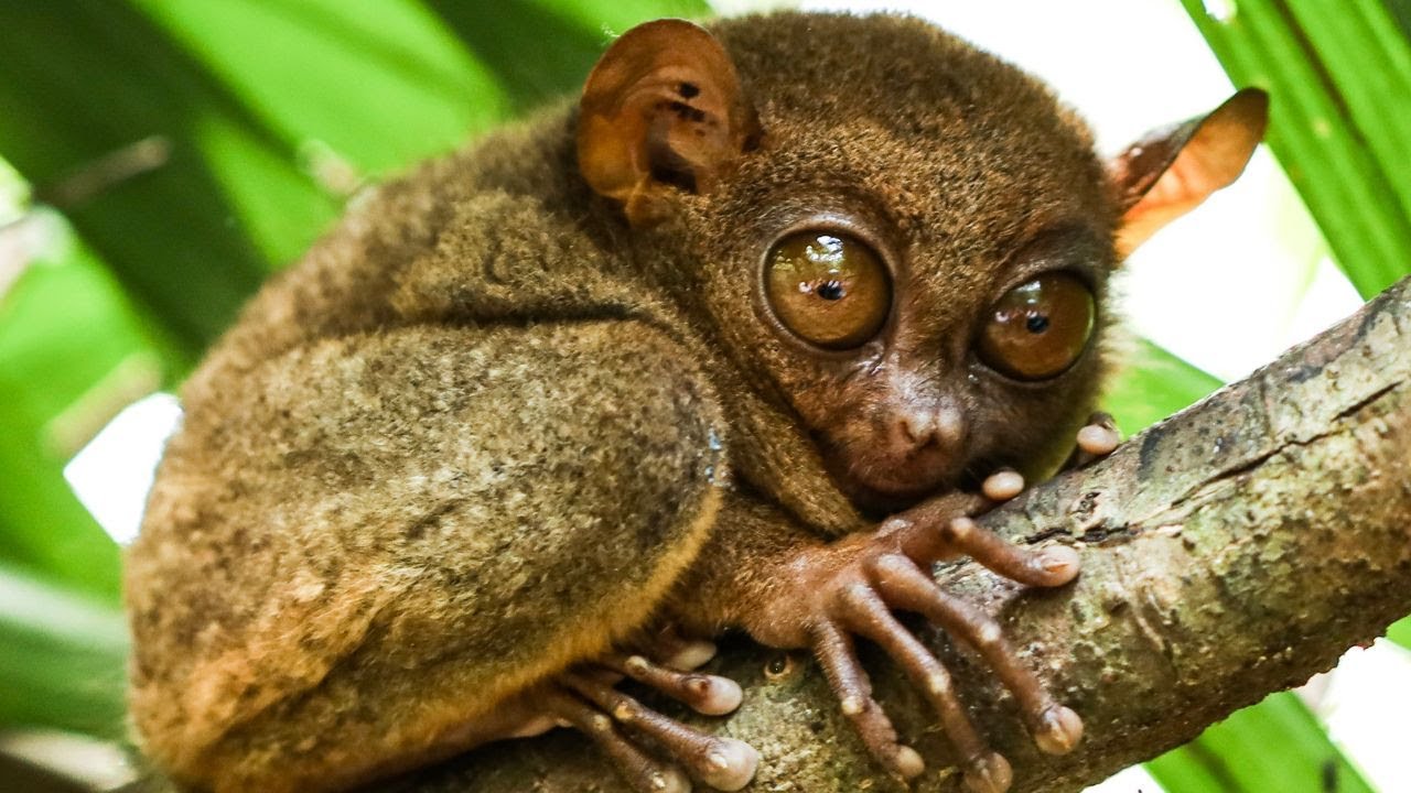 Tarsier Brain sized Eyes! - YouTube