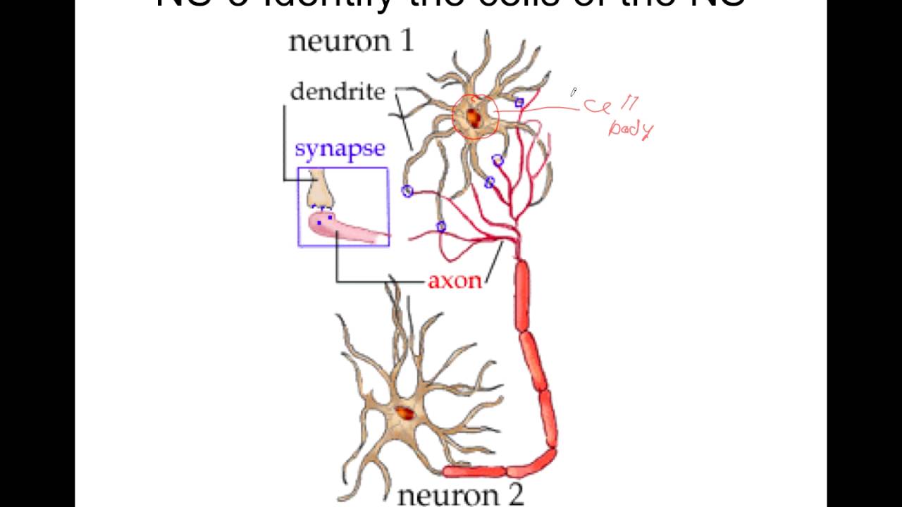 Ch10 Intro to NS Recorded Lecture Part 1 - YouTube
