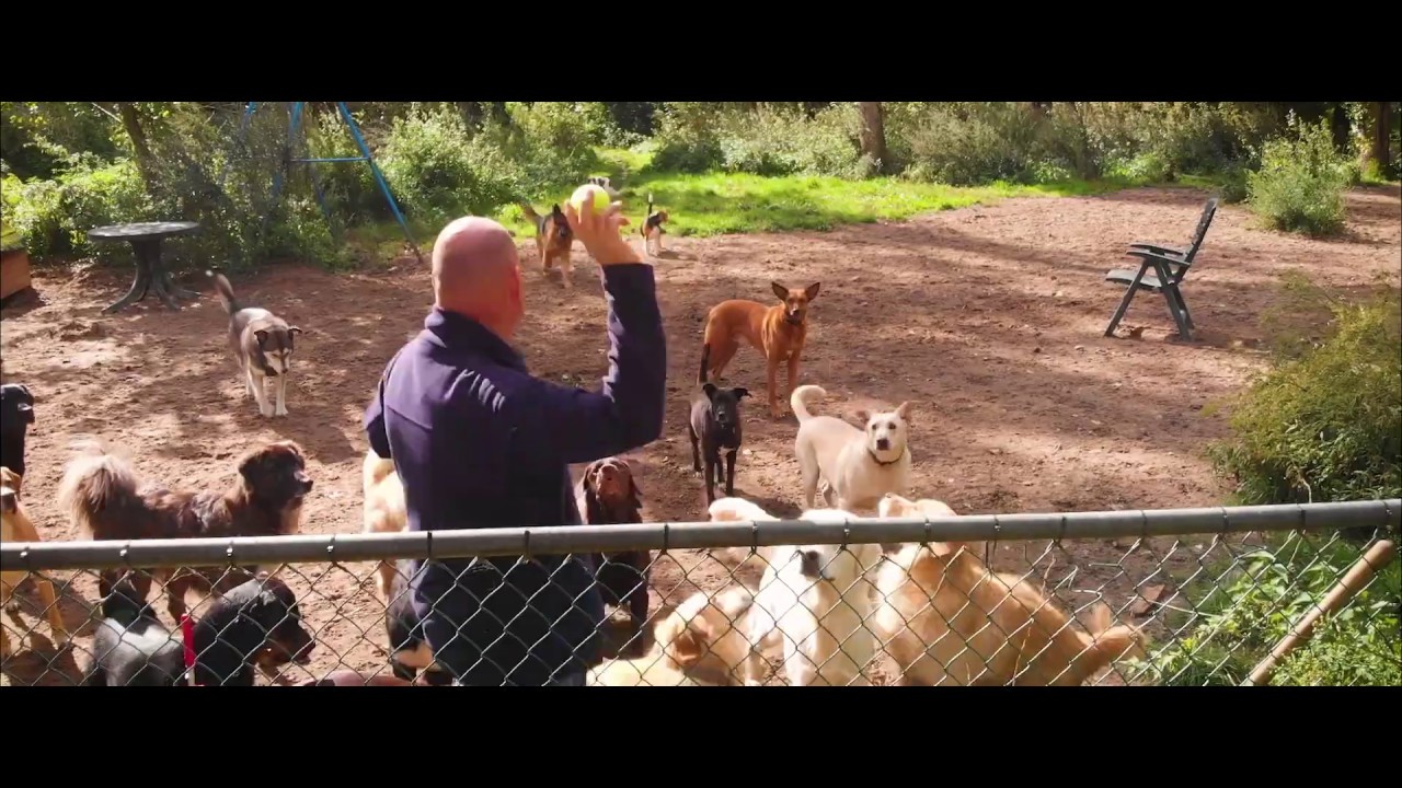 Dogrun Film - YouTube