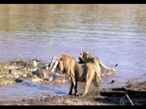 Lions Battle Crocs Part 2 - YouTube