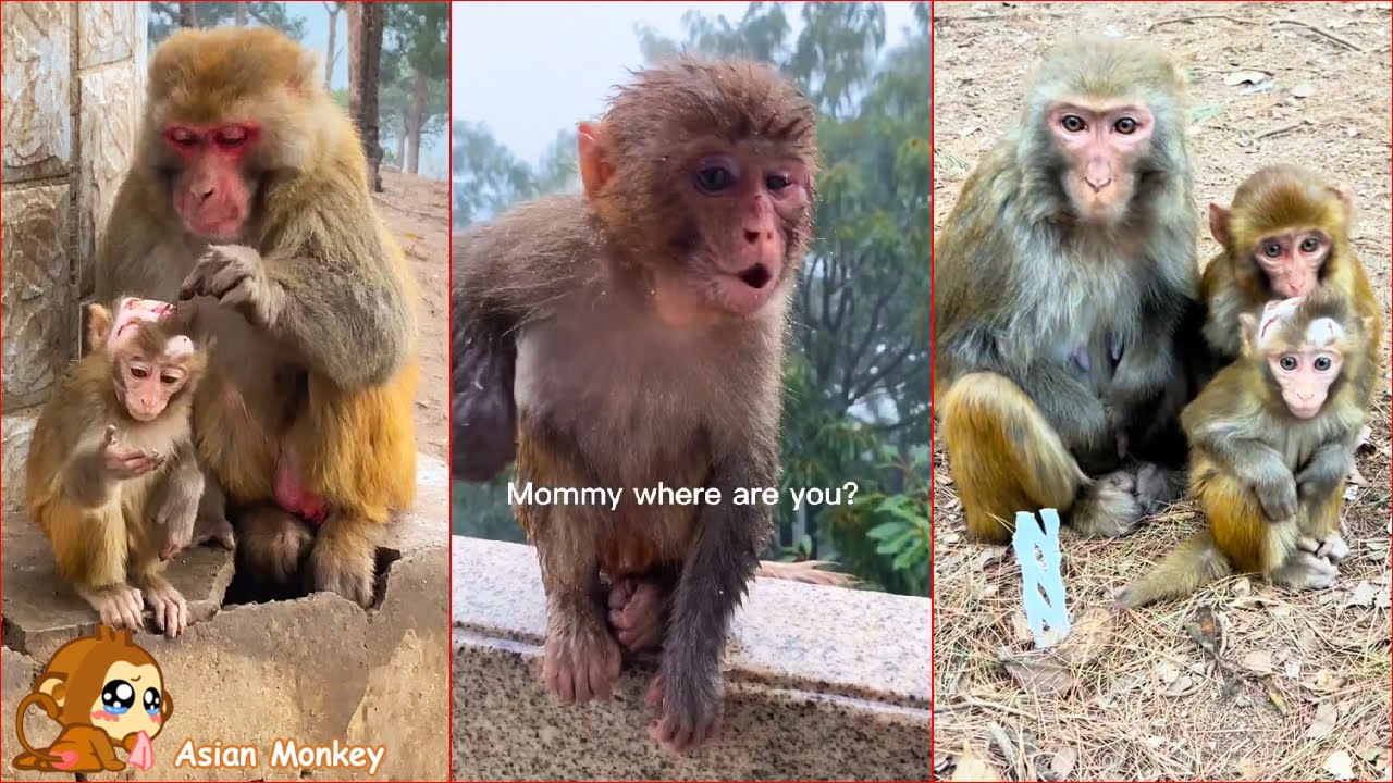 Monkey Life in the Forest. Baby monkeys have injured faces and they are ...