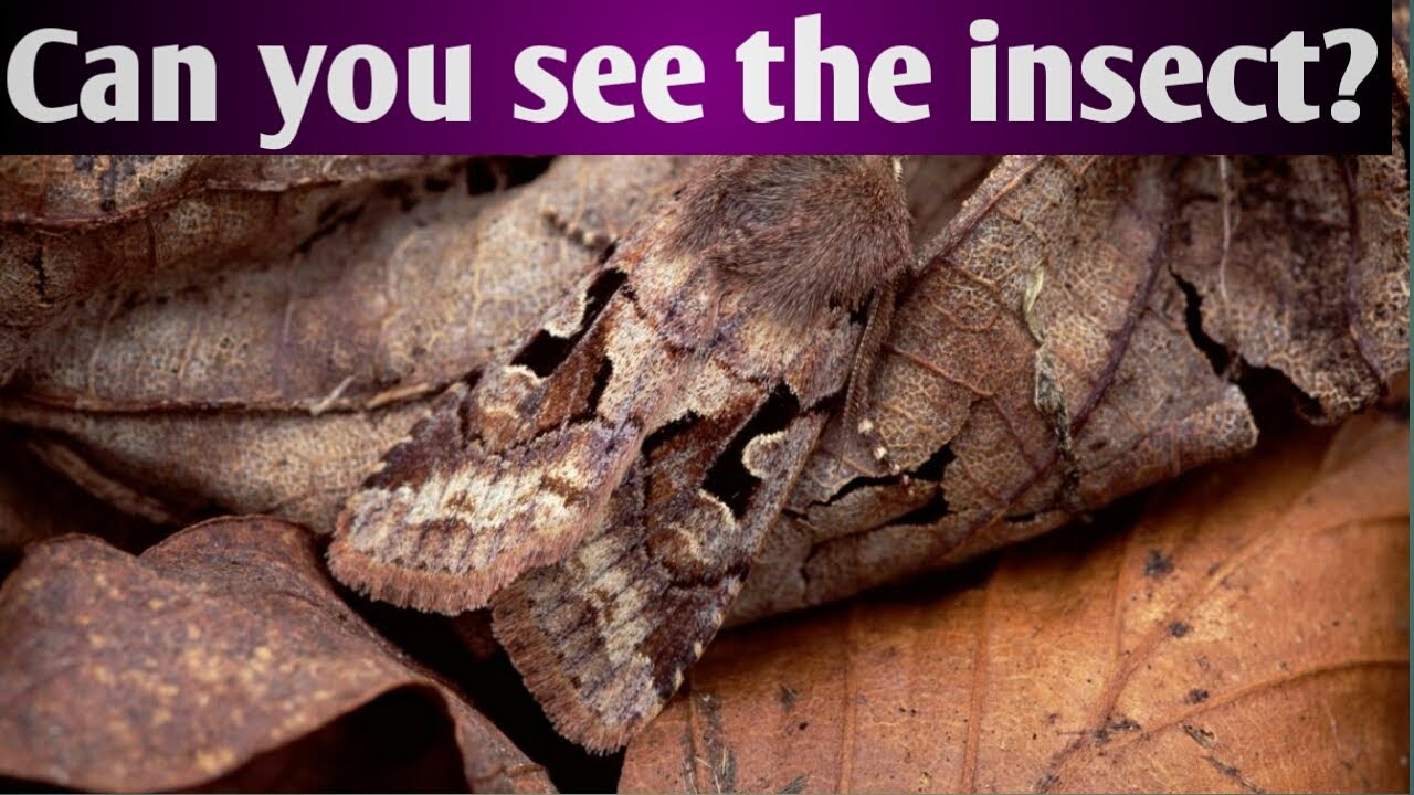 Test your eyes..! | Can you find the hidden / camouflaged insects? Try ...
