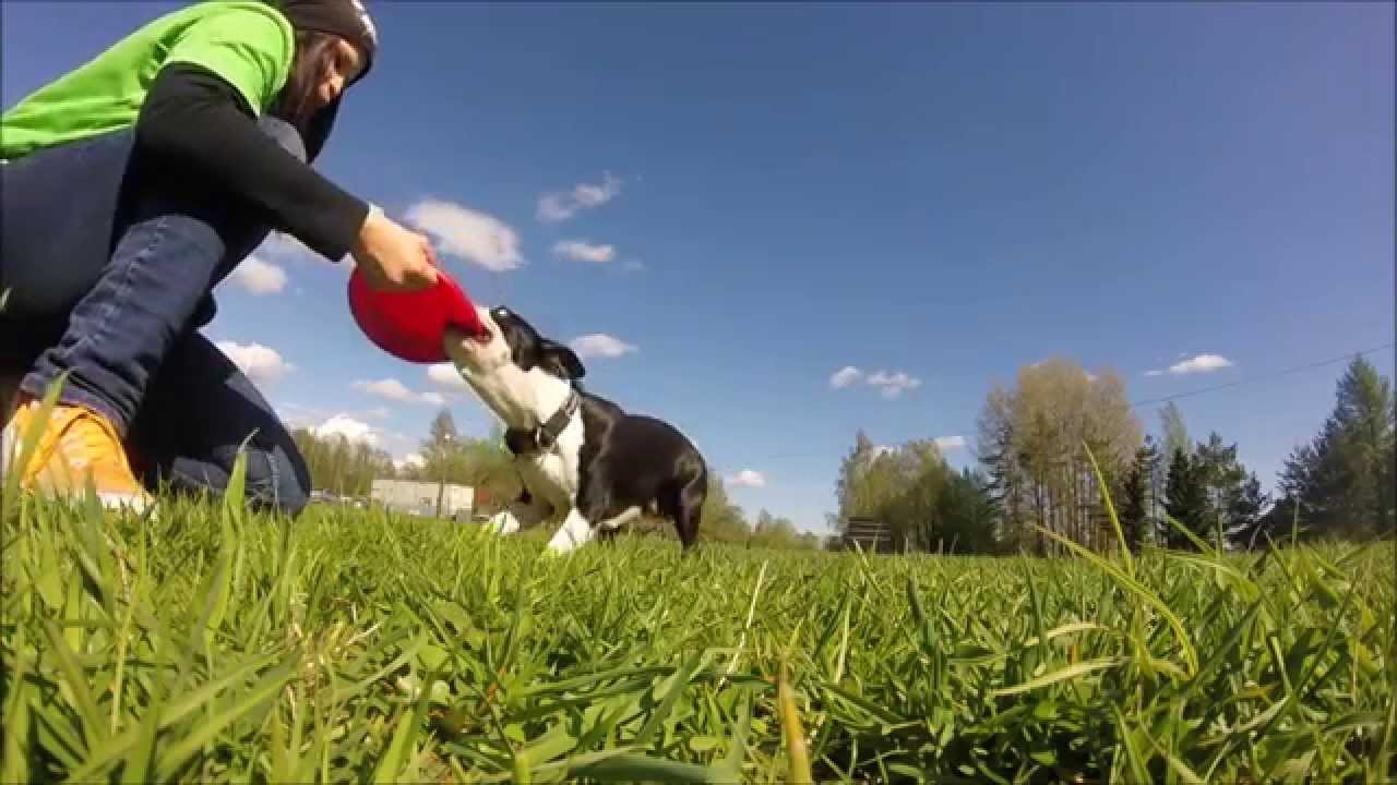 Frisbee || GoPro Hero - YouTube