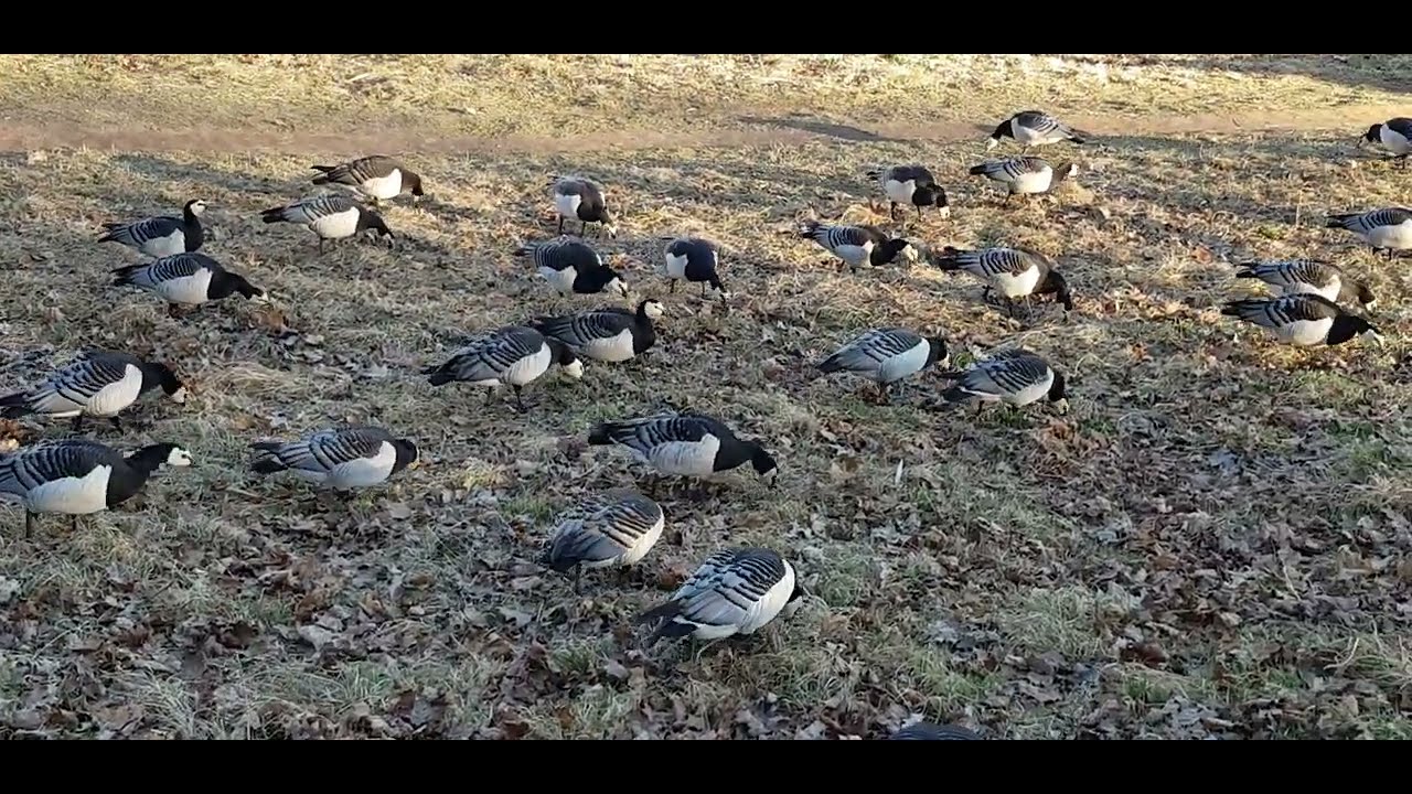 Branta leucopsis. Barnacla cariblanca. Arctic goose. Hagaparken ...