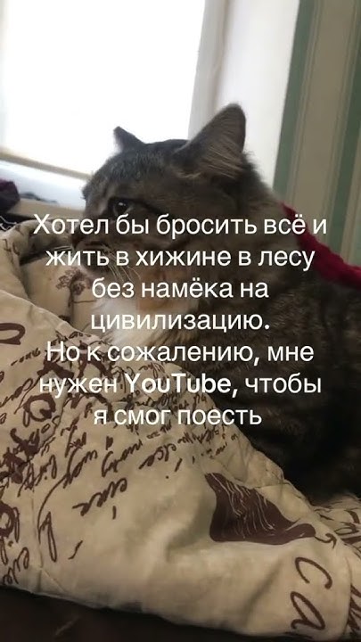 хару Cat кот котик мем Youtube