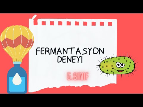 Fermantasyon deneyi - Maya mantarının solunumu-8.sınıf fen bilimleri