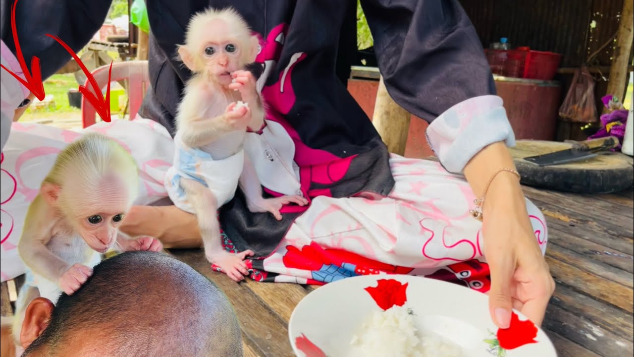 Extremely Cute Babii Dori Monkey , feel strange on Grandpa hat why no ...