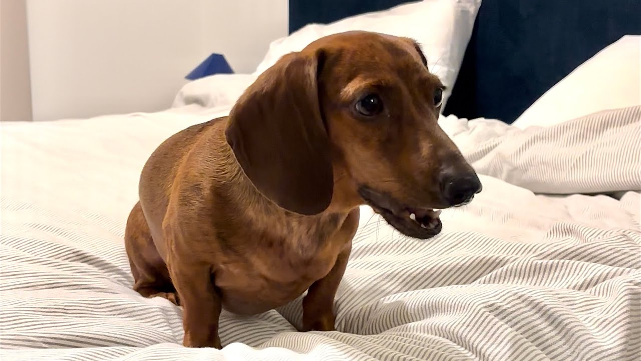 Expectation vs Reality: What do dachshunds bark at? - YouTube