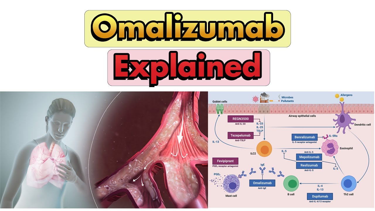 Xolair (Omalizumab): Mechanism of Action, Therapeutic Uses & Adverse ...