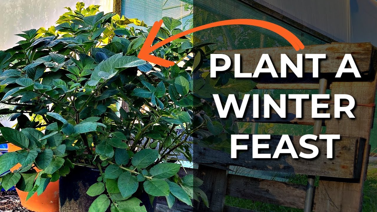 Plant These Crops in Pots NOW for Winter Abundance | Self-sufficiency ...