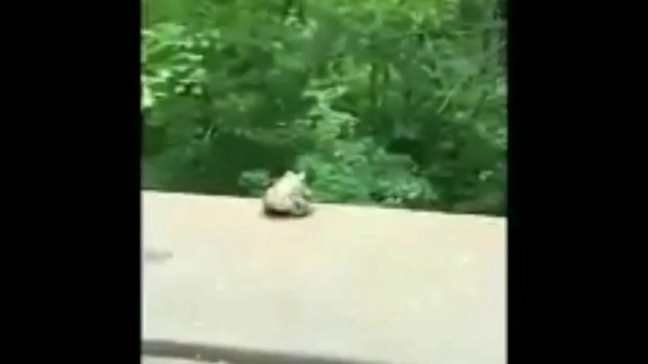 Frog jumps off of a bridge but it's for the damaged coda - YouTube