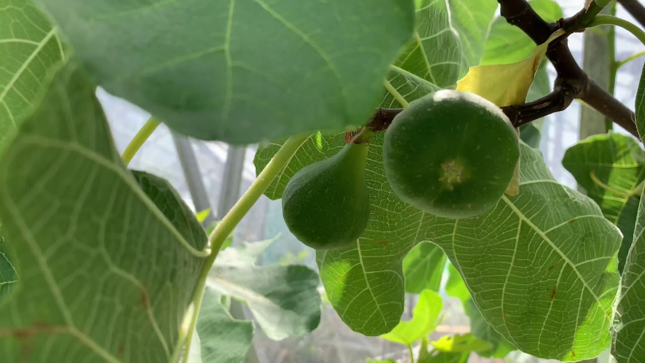 LSU Gold fig tree UK - YouTube