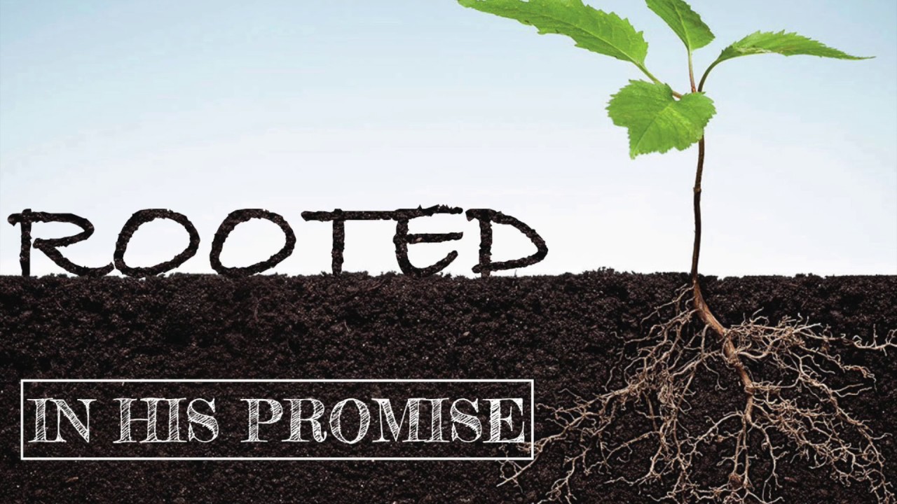 Rooted In His Promise - Paul Schofield | Sunday 16th July 2017 - YouTube