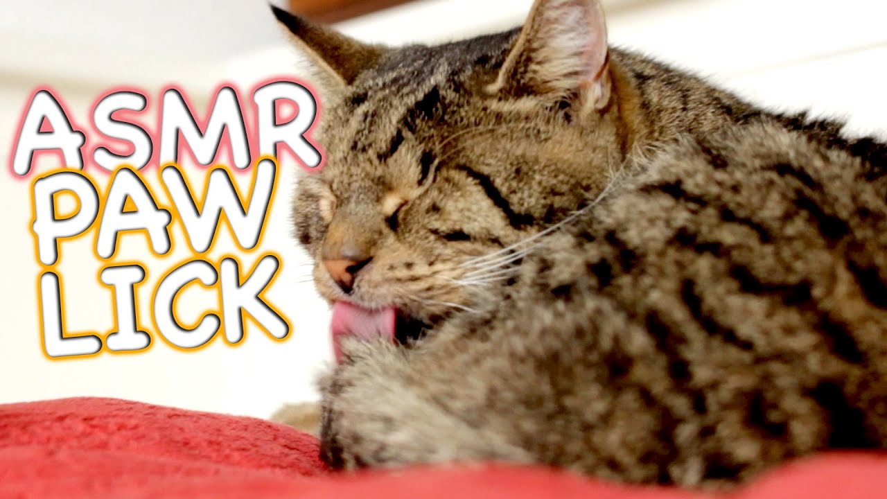 ASMR Cat - Grooming #11 - YouTube