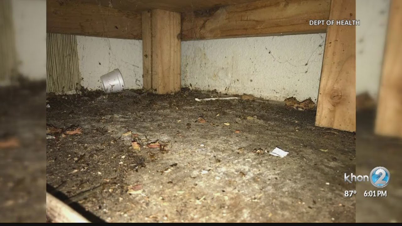 More Customers Reporting Rodent Infestations At Eateries Youtube 2272