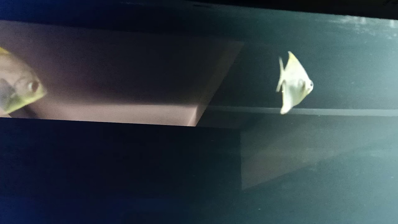 Fish..Mono angel fish - YouTube