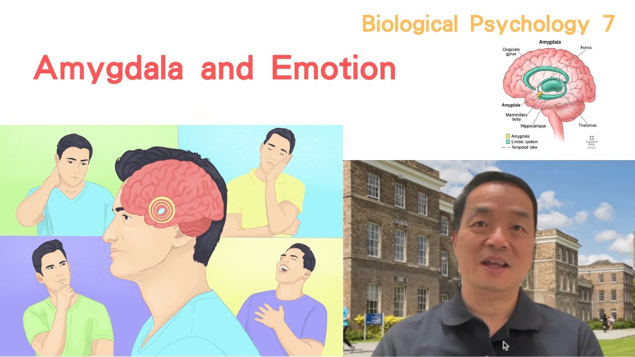 (Eng) Biological Psychology 07: Amygdala and Emotion #amygdala #emotion ...