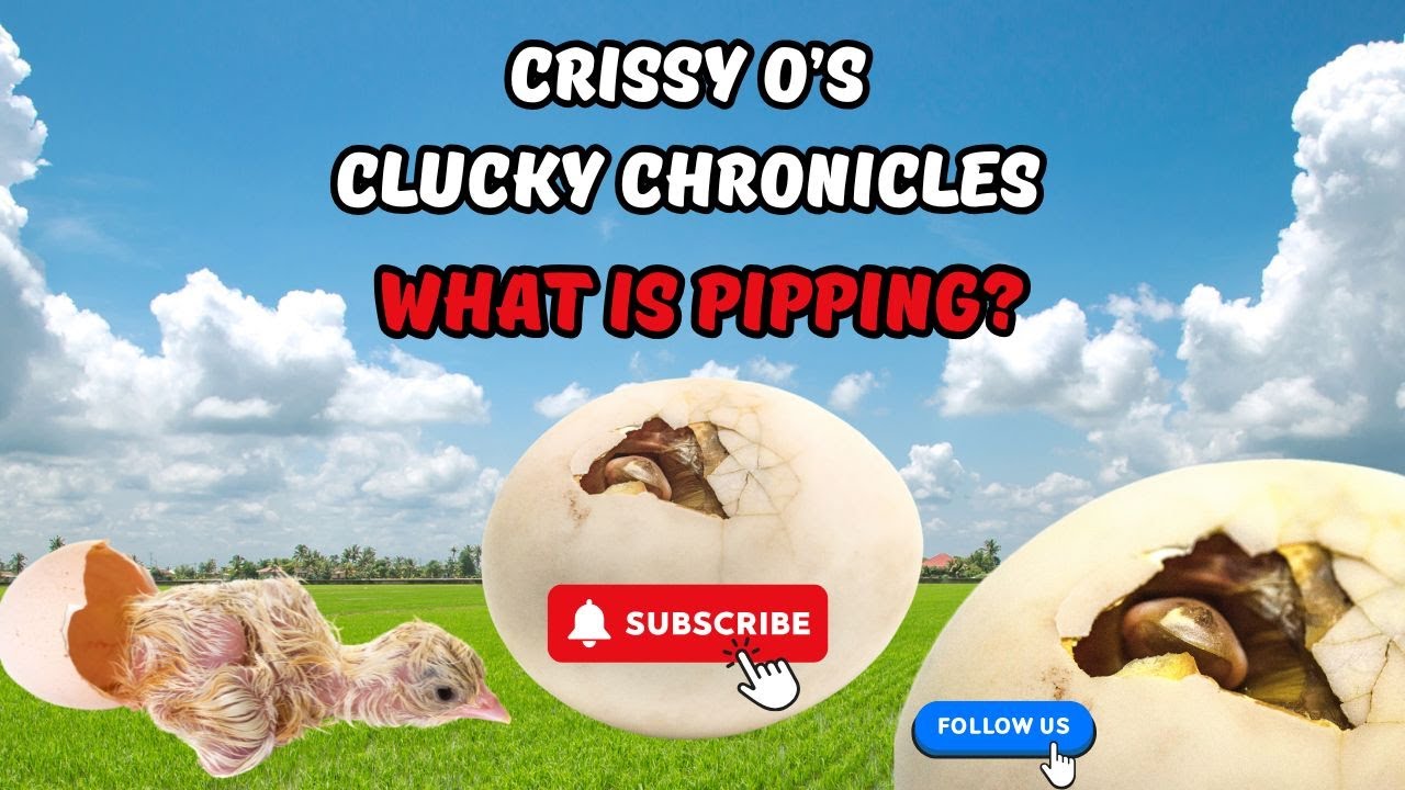 What is Pipping & Unzipping Eggs? #hatchingchickeneggs #pipping # ...