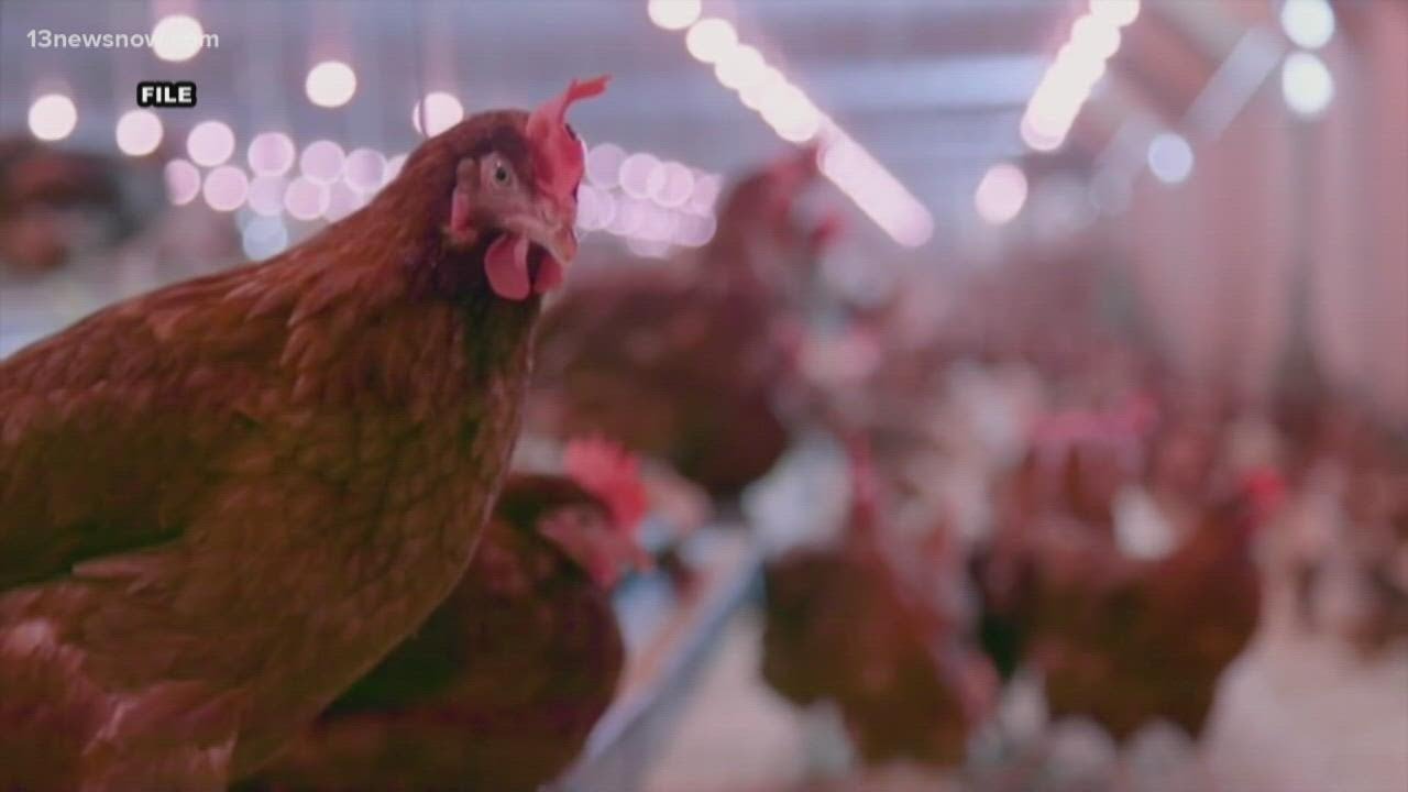 USDA: Bird flu found in Virginia backyard flock, 71 animals killed to ...
