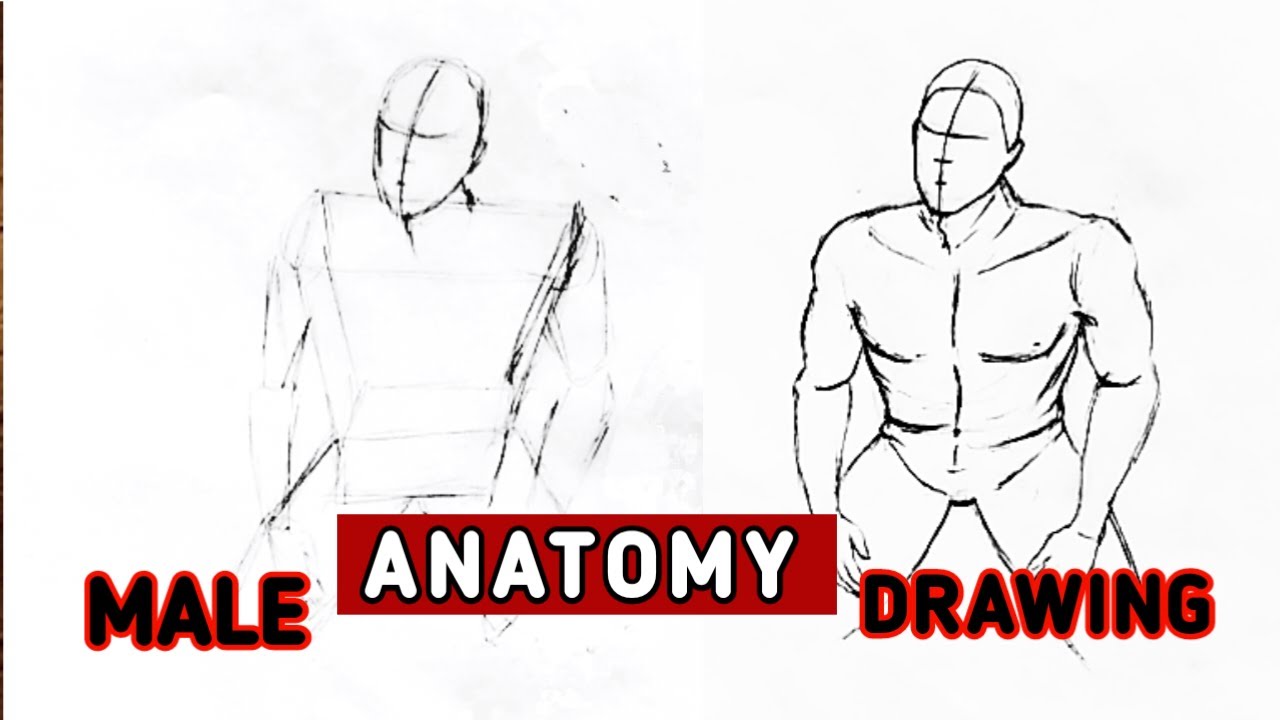 How to draw anatomy poses | anatomy gesture drawing - YouTube