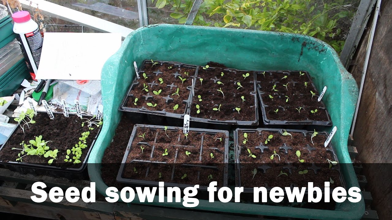 Seed sowing, pricking out and potting on for beginners. - YouTube