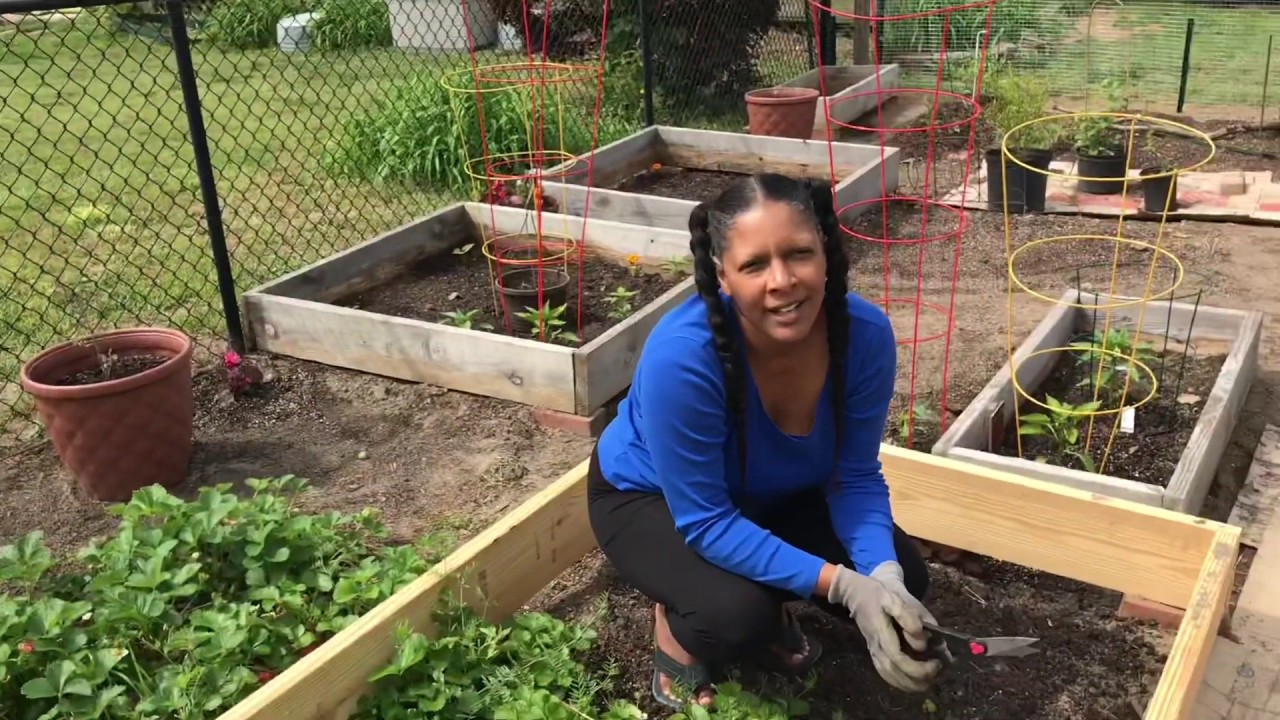 Harvesting Strawberries From The Garden And Container | Staking The ...