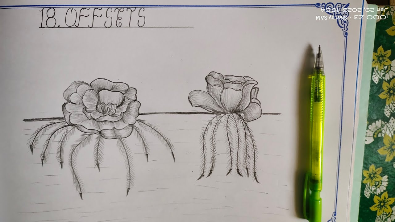 Drawing OFFSETS in easy steps//@The_LefthandedArtist #offset #offsets # ...