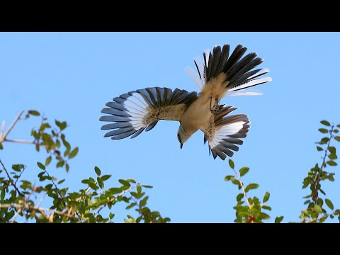 Mating Flight|Songs? Courting Displays Of Northern Mockingbirds? 🐦🎼 ...