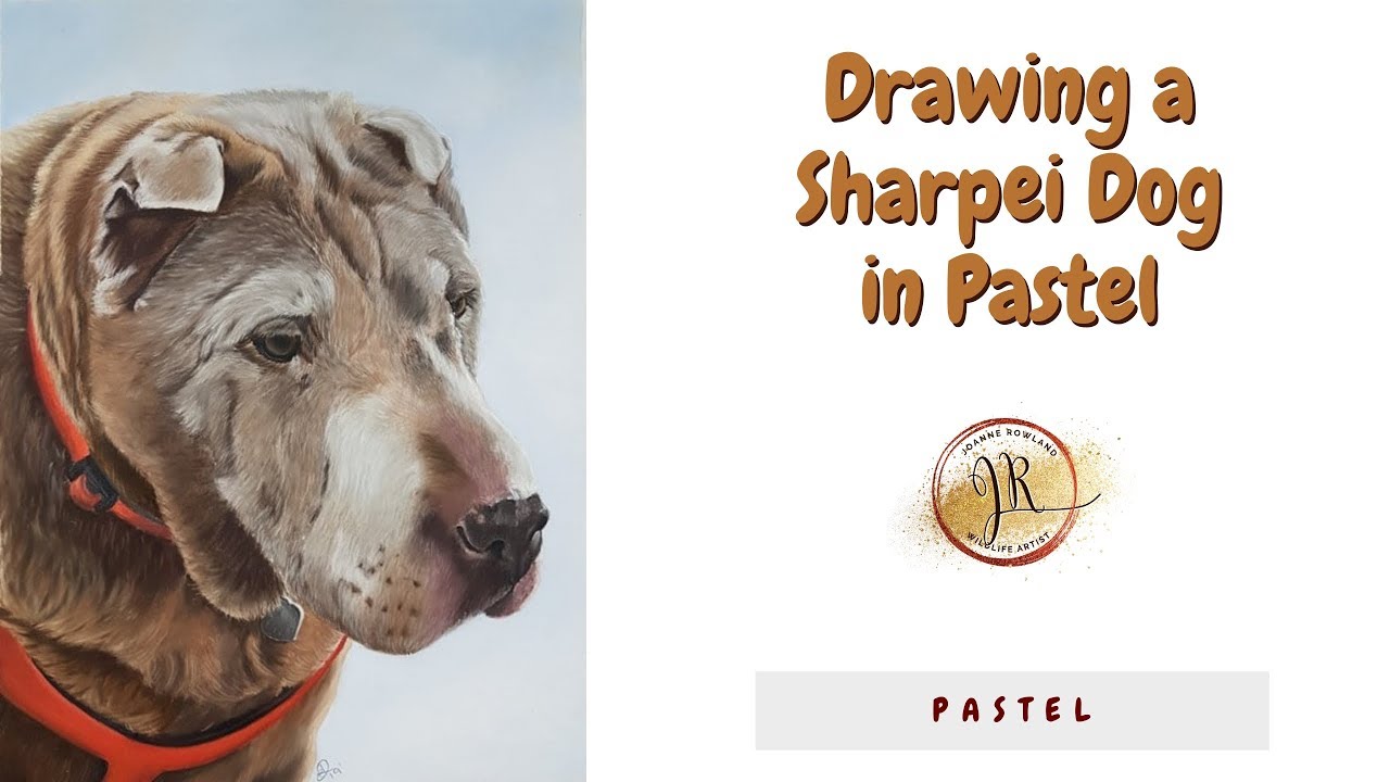 How to draw a Sharpei Dog in Pastel - Speed Painting - YouTube
