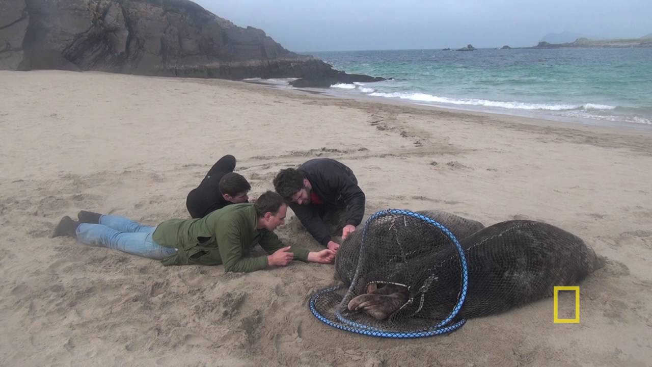 Seal Tagging - YouTube