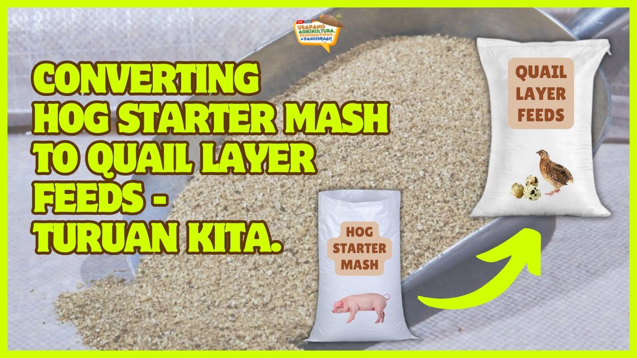 Converting Hog Starter Mash to Quail Layer Feeds - Turuan Kita. - YouTube
