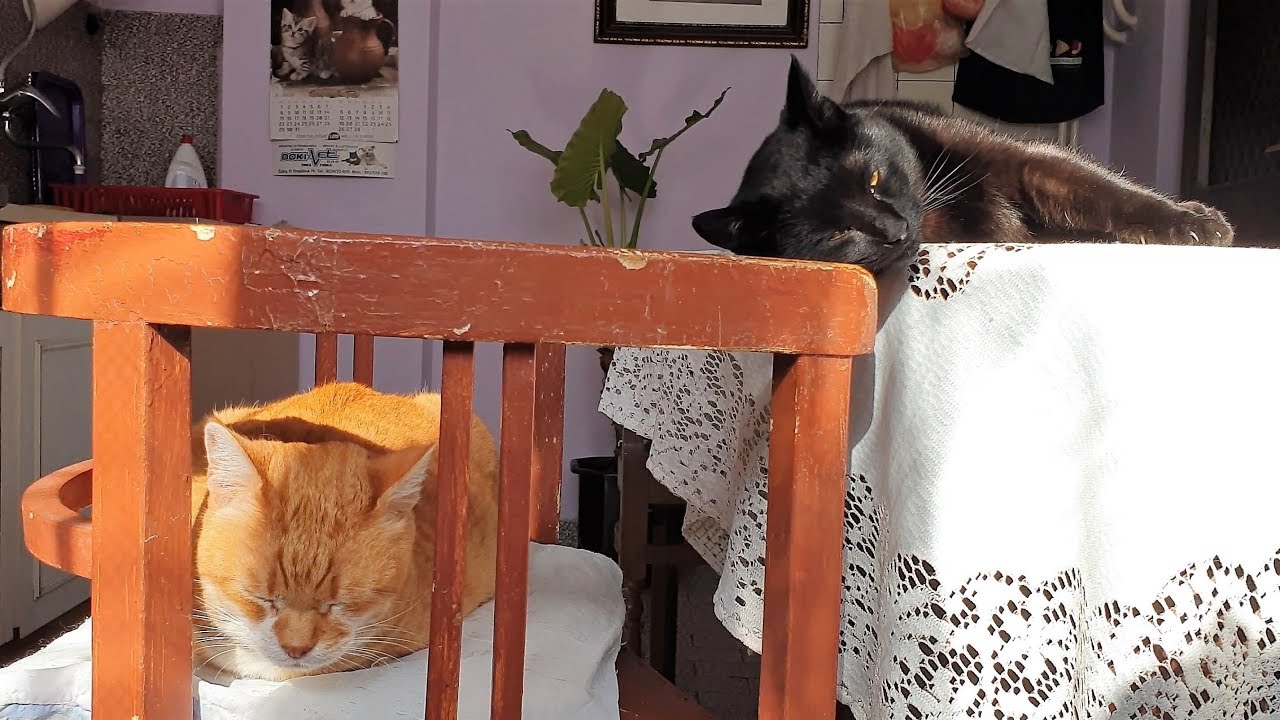 Beautiful Cats Chilling Out - YouTube