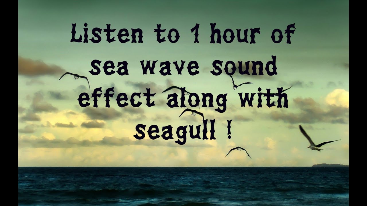 🌊 🕊️ Seashore Music tangled with sound of Seagull | ONE Hour ...