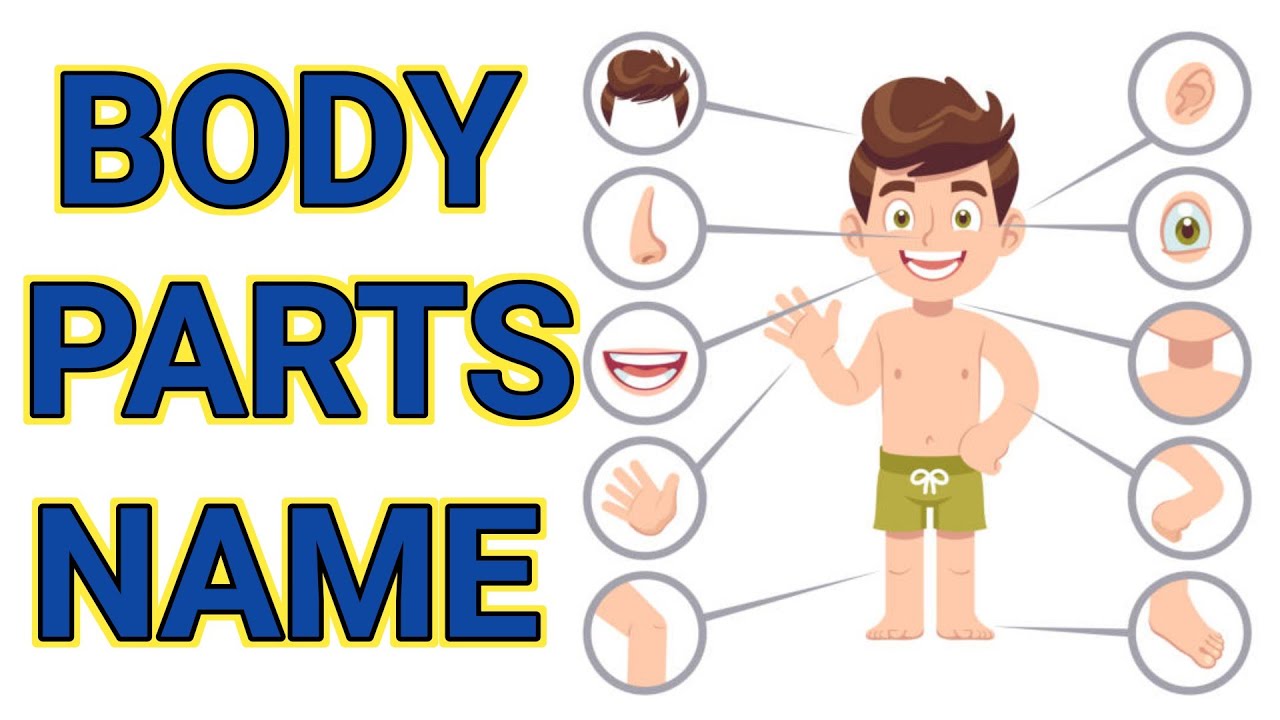 Body Parts Name | Parts Of Body In English | Learn Parts Of Body Name ...