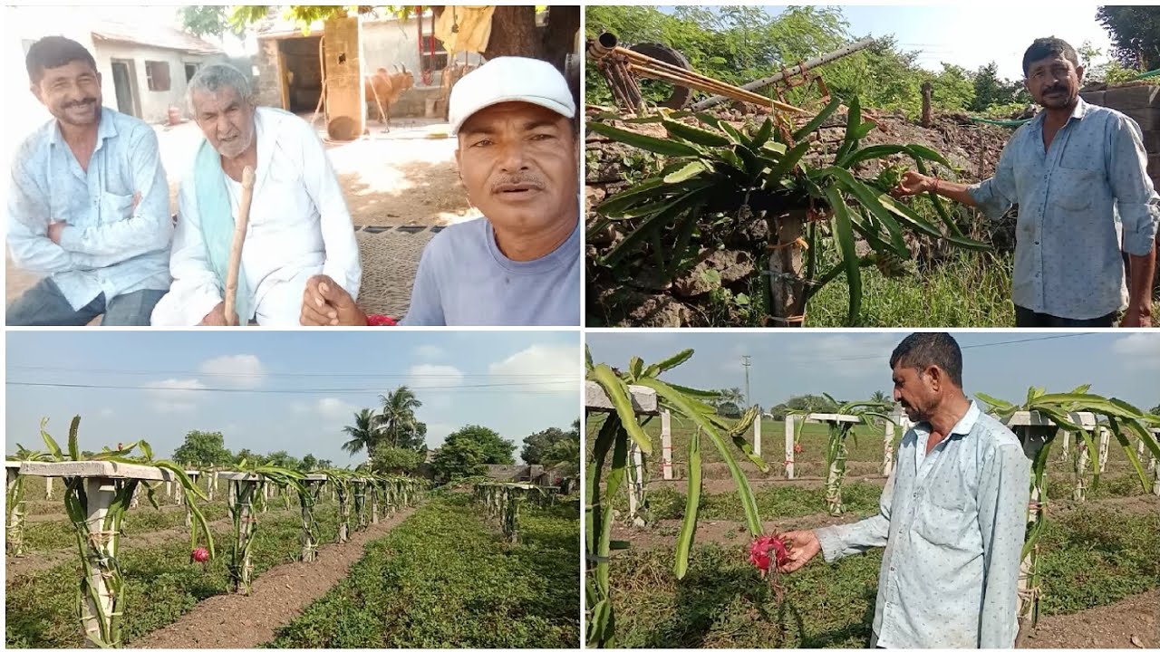 || ડ્રેગન ફ્રૂટની ખેતી કેવી રીતનાં કરો🤔🌱||sk ravaliya Village volgs 🌿😍🌾 ...
