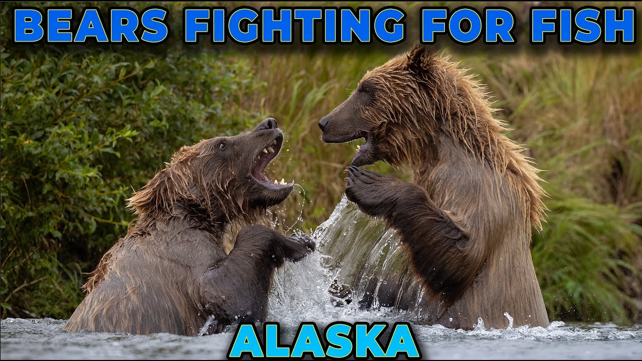 Bears Fight Over a Fish in Alaska - YouTube
